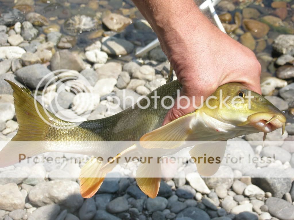 Deverika i slična bela riba - Strana 6