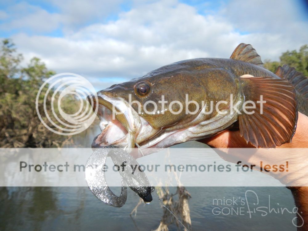 Sleepy cod - Alchetron, The Free Social Encyclopedia