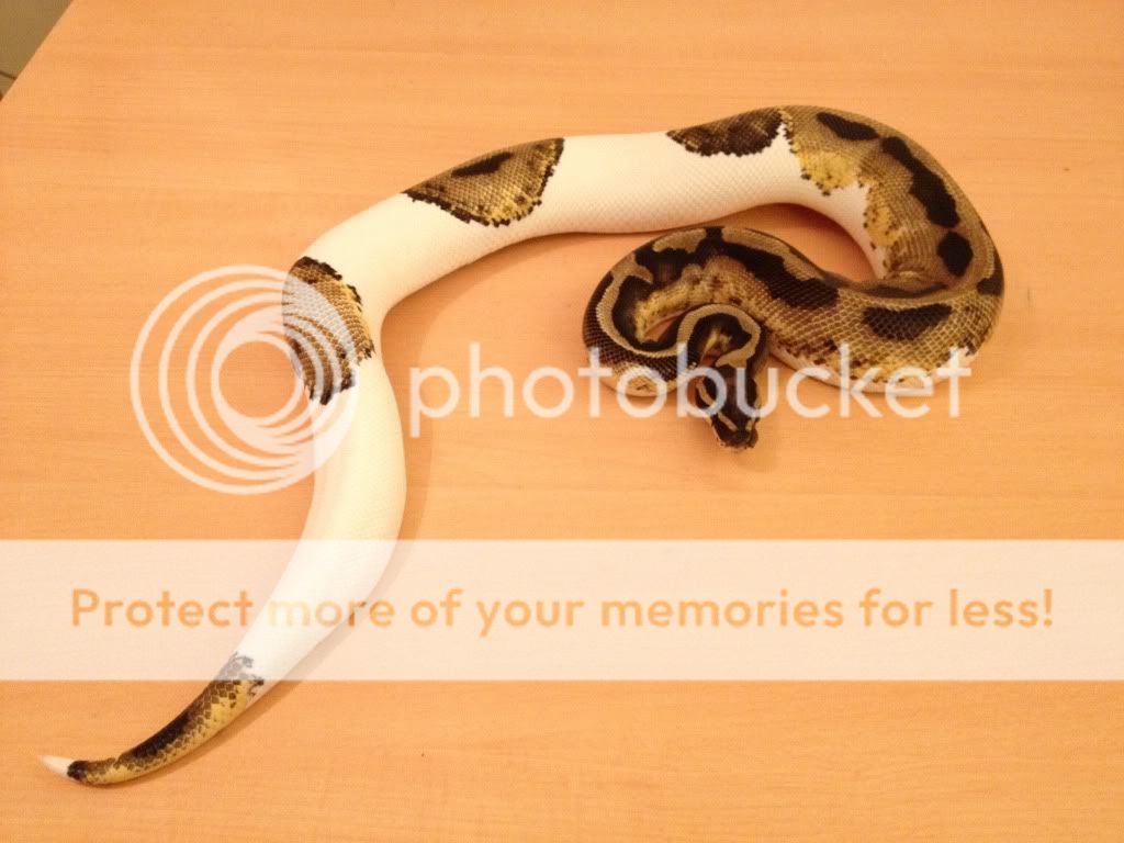 SE England - Male Proven Breeder PIED Royal Python CB10 | Reptile Forums